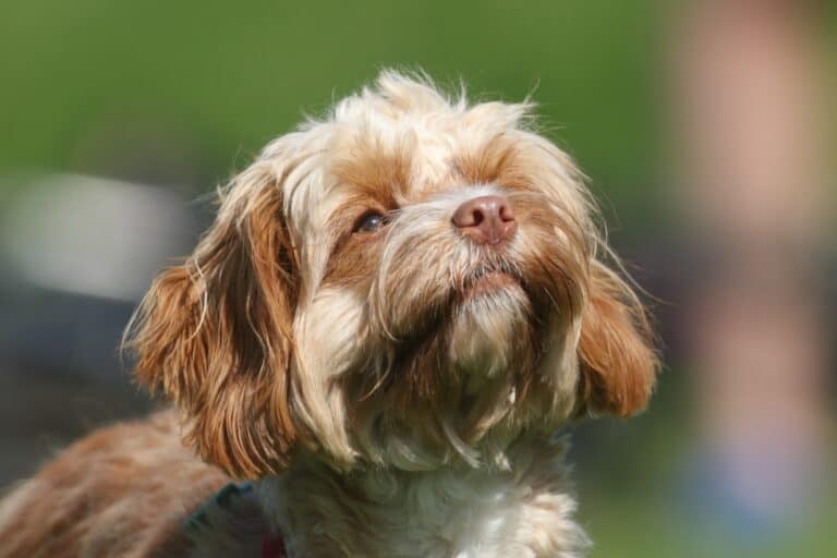 Cavoodle | Mixed Breed Information, Pictures & Facts