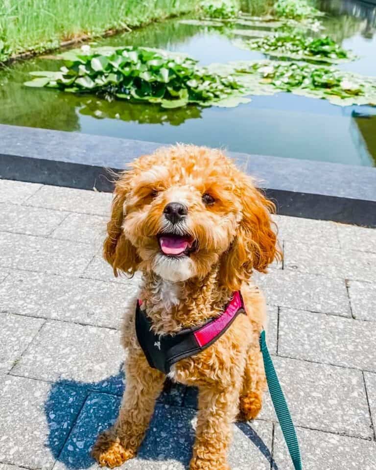 Cavapoochon | Mixed Breed Information, Pictures & Facts
