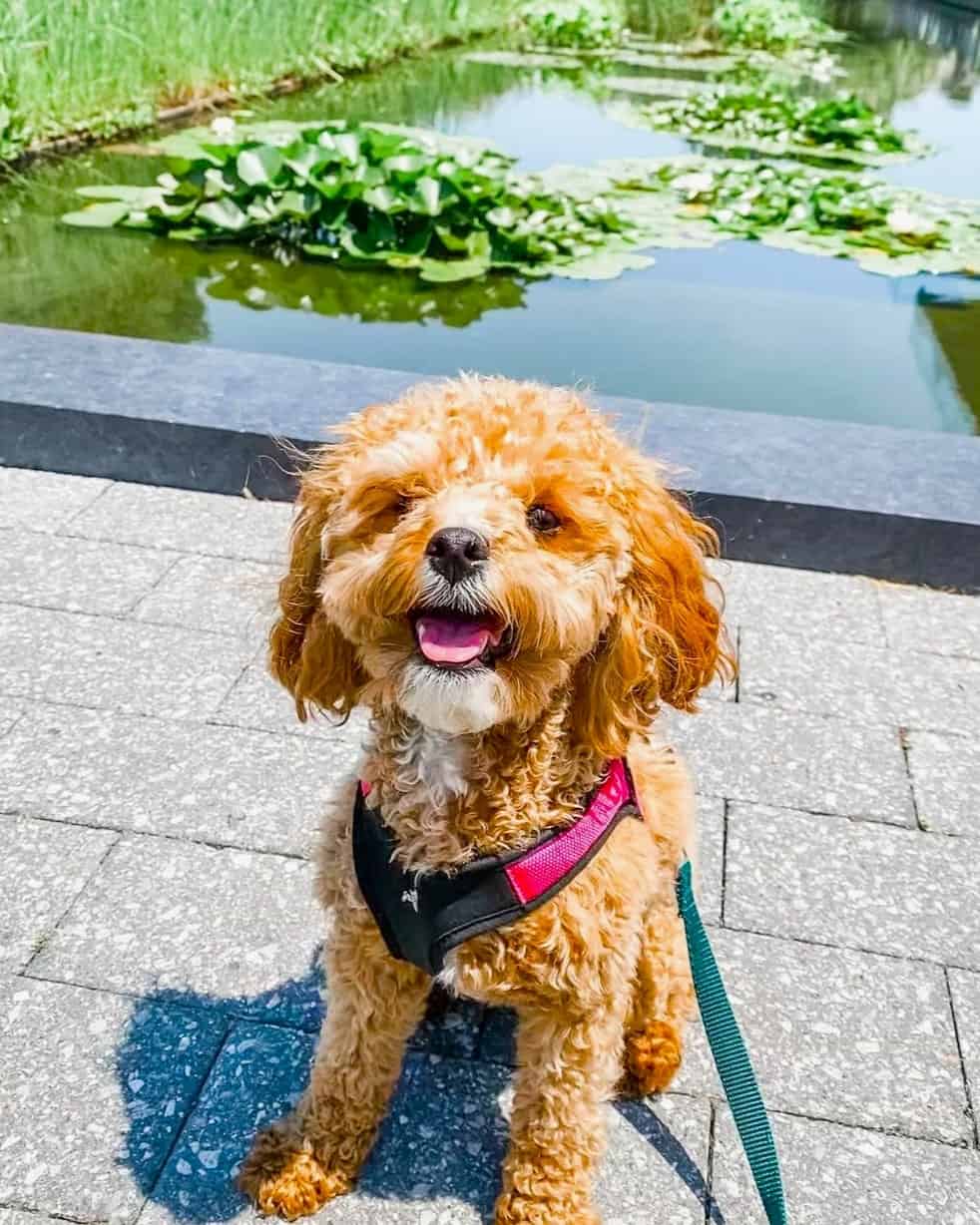 Cavapoochon | Mixed Breed Information, Pictures & Facts