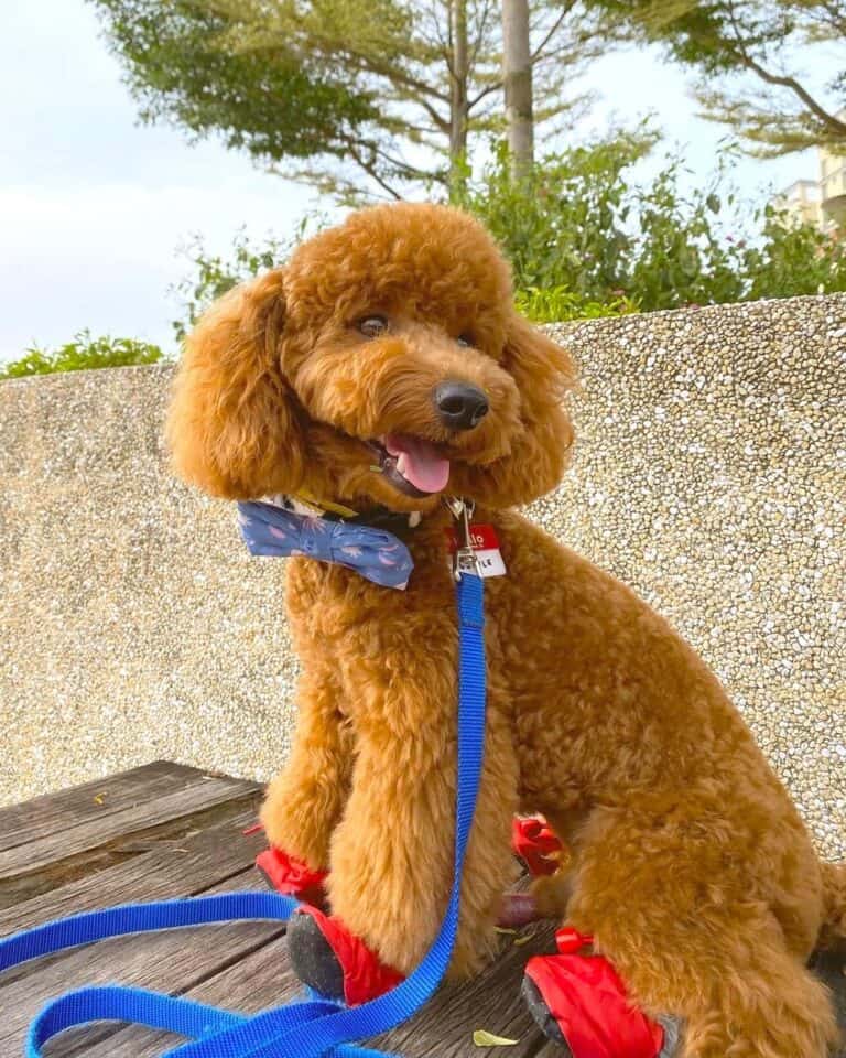 Cavapoochon | Mixed Breed Information, Pictures & Facts
