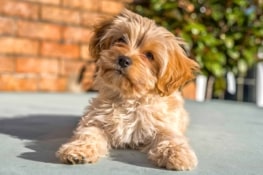 Cavapoochon | Mixed Breed Information, Pictures & Facts