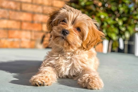 Cavapoochon | Mixed Breed Information, Pictures & Facts