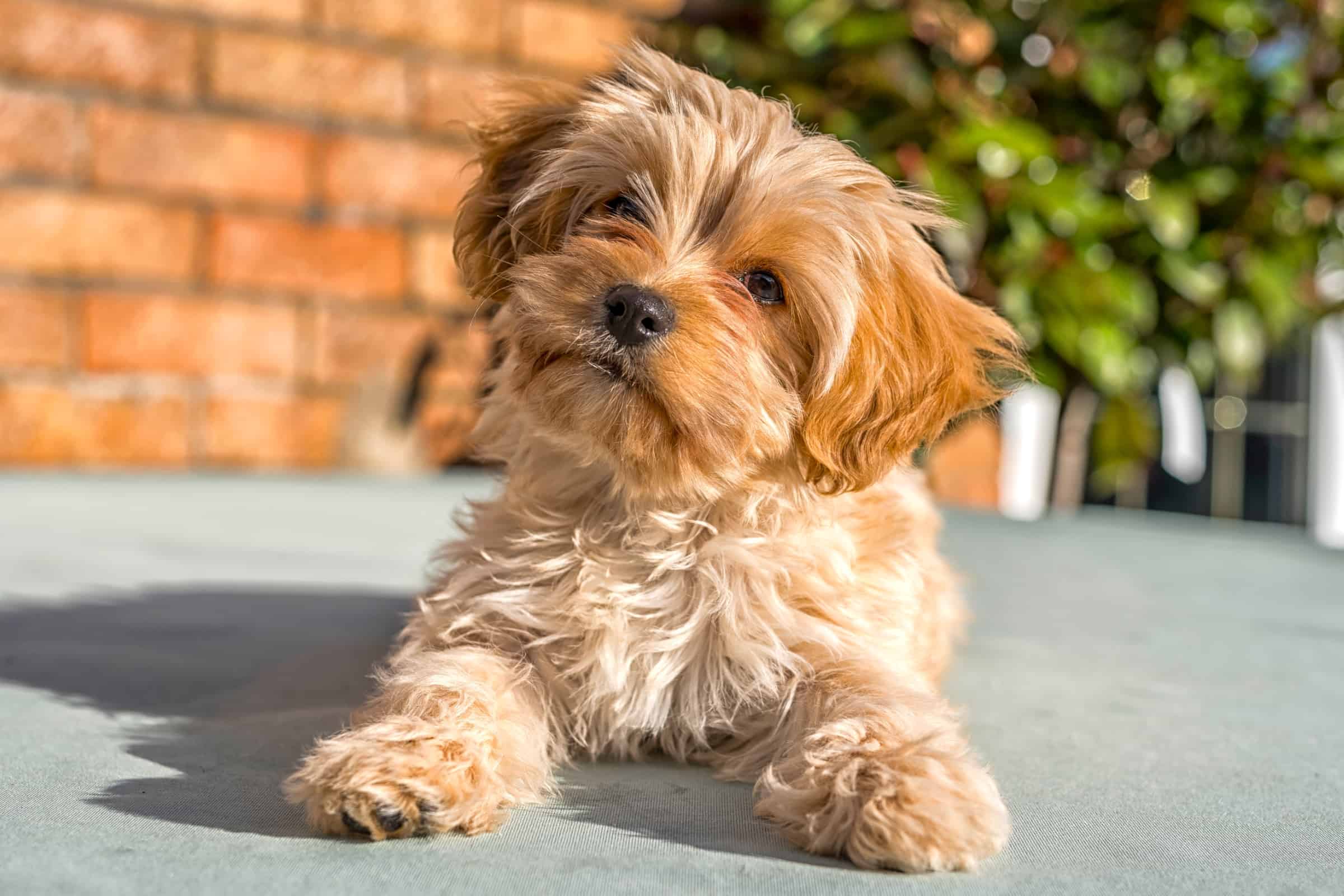 Cavapoochon | Mixed Breed Information, Pictures & Facts