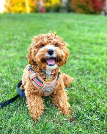 Cavapoochon | Mixed Breed Information, Pictures & Facts