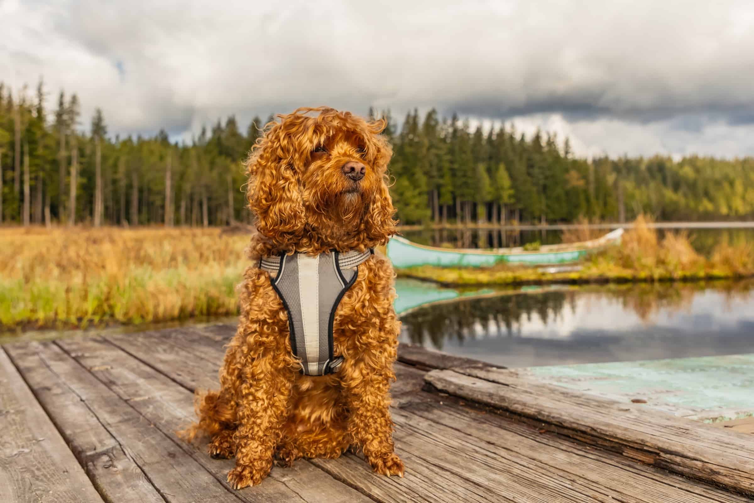 Cavoodle | Mixed Breed Information, Pictures & Facts