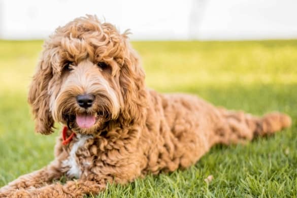 Cavoodle | Mixed Breed Information, Pictures & Facts