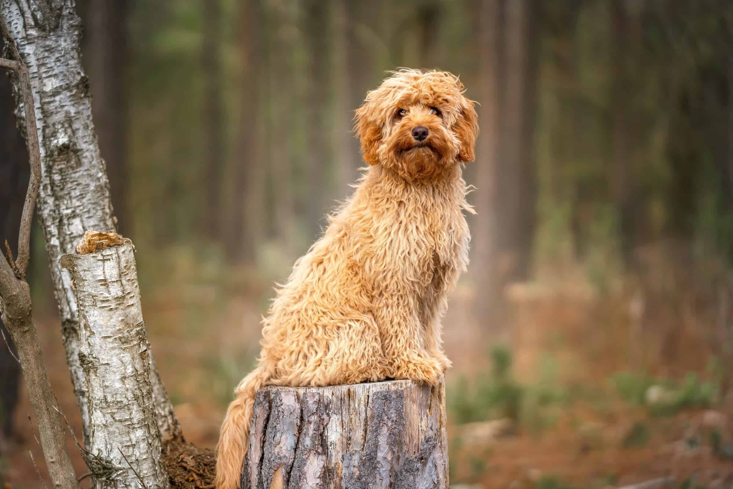 Cavoodle | Mixed Breed Information, Pictures & Facts