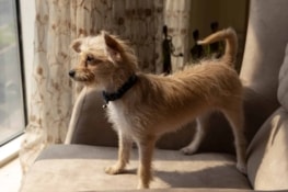 Chihuahua Poodle Mix (AKA Chipoo) Breed Info & Pictures