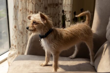 Chihuahua Poodle Mix (Chipoo): Breed Info & Pictures