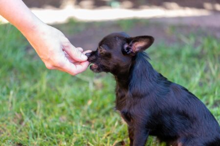 Chihuahua Poodle Mix (Chipoo): Breed Info & Pictures