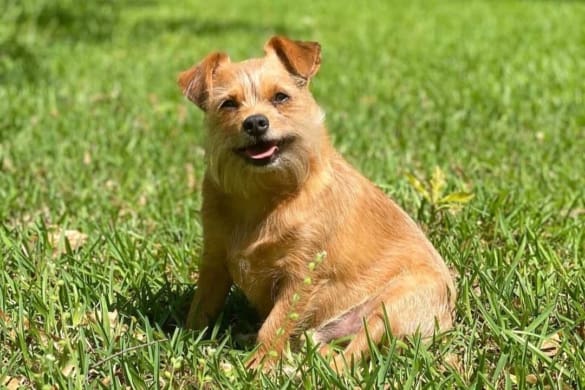 Yorkie Chihuahua Poodle Mix | Breed Info, Facts & Pictures