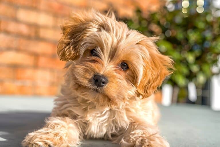 Cavapoochon | Mixed Breed Information, Pictures & Facts