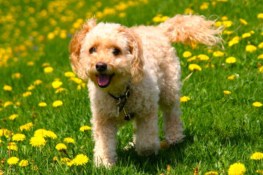 Mini Cockapoo | Breed Information, Size, Pictures & Facts
