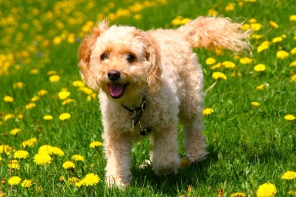 Mini Cockapoo | Breed Information, Size, Pictures & Facts