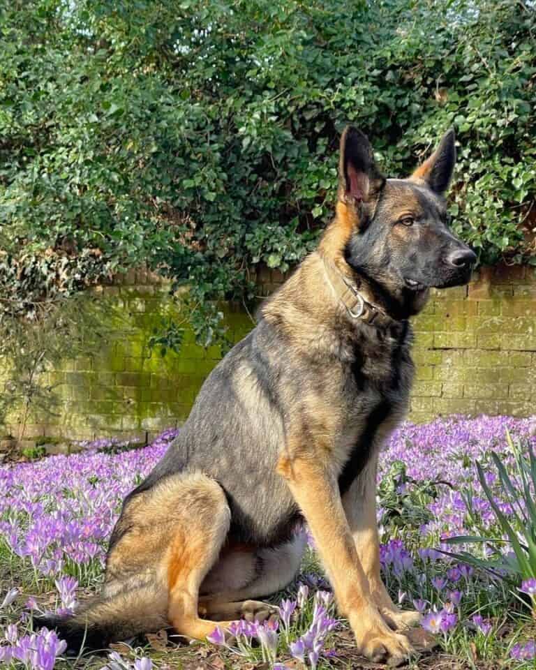 Working Line German Shepherd: Origin, History, Pictures & Facts