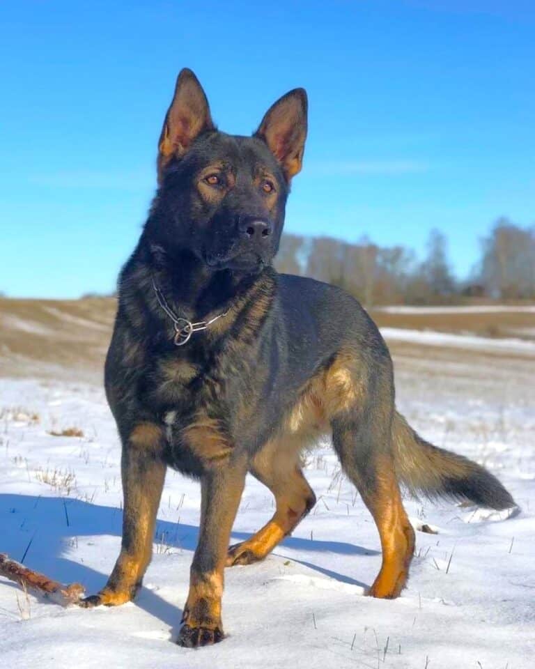 14 Different Types of German Shepherds (With Pictures)