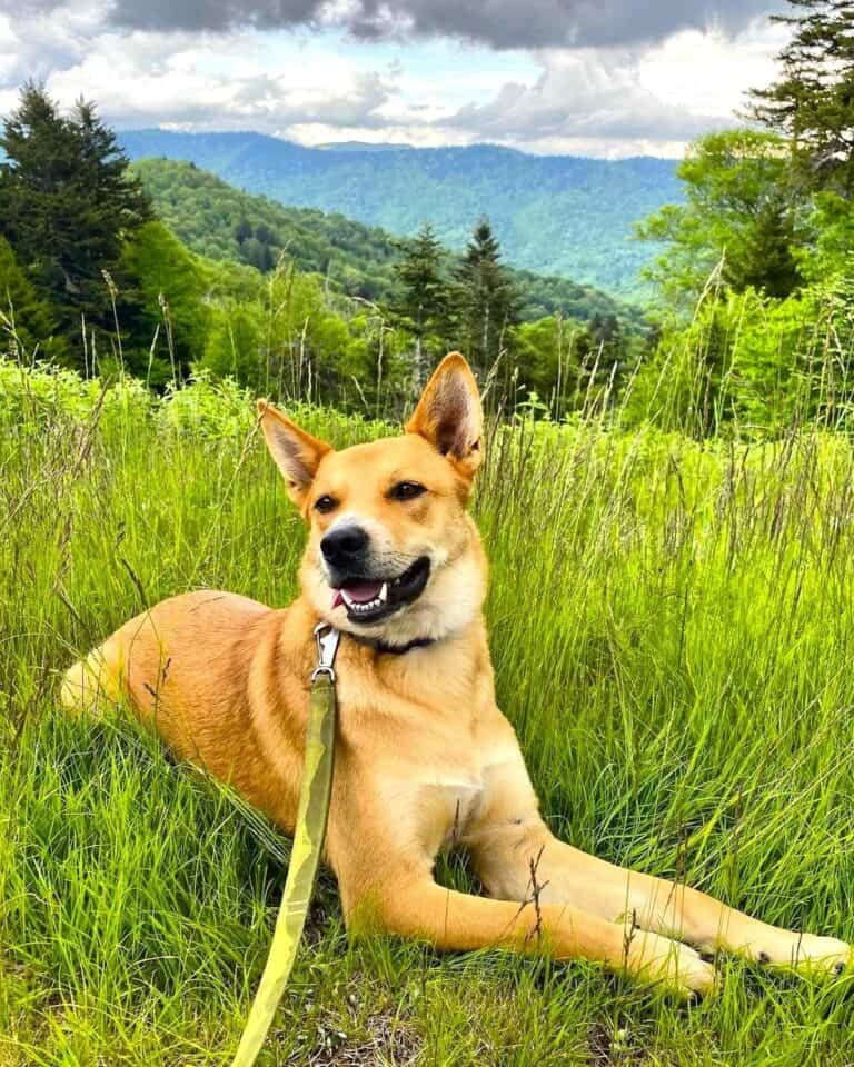 Carolina Dog German Shepherd Mix: Info, Pictures & Facts