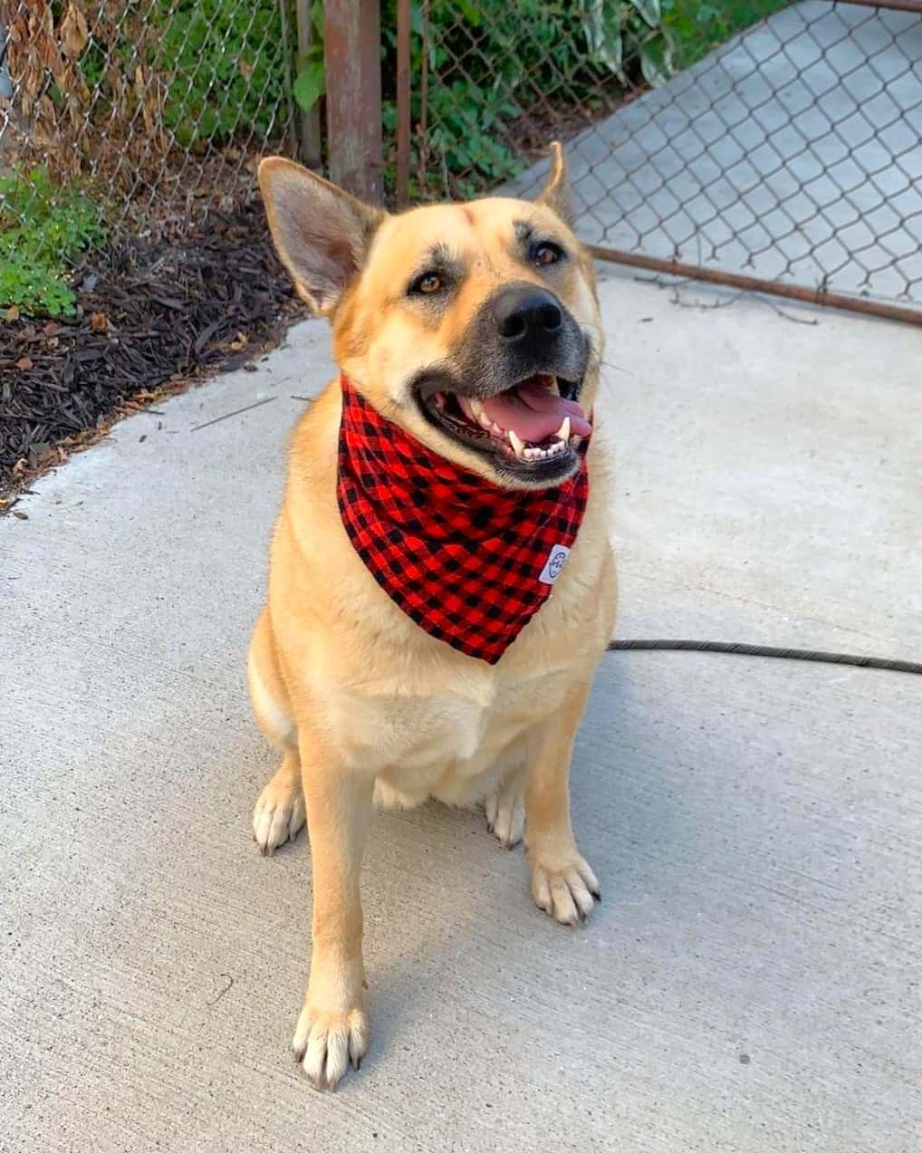 Carolina Dog German Shepherd Mix: Info, Pictures & Facts