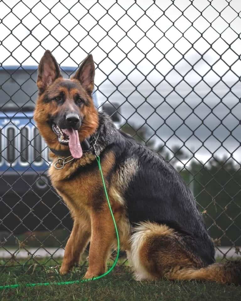 14 Different Types of German Shepherds (With Pictures)