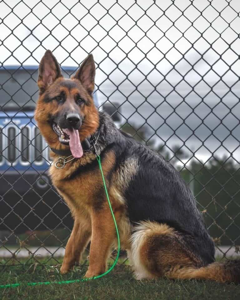 Working Line German Shepherd: Origin, History, Pictures & Facts