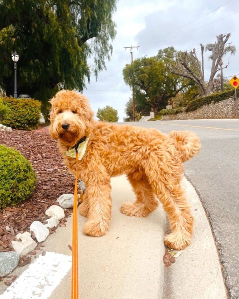 English Goldendoodle: Size, Personality & Facts (With Pictures)