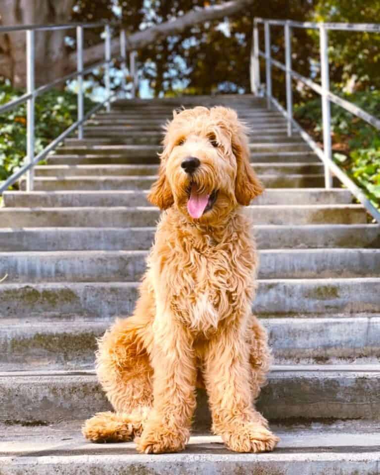 English Goldendoodle: Size, Personality & Facts (With Pictures)