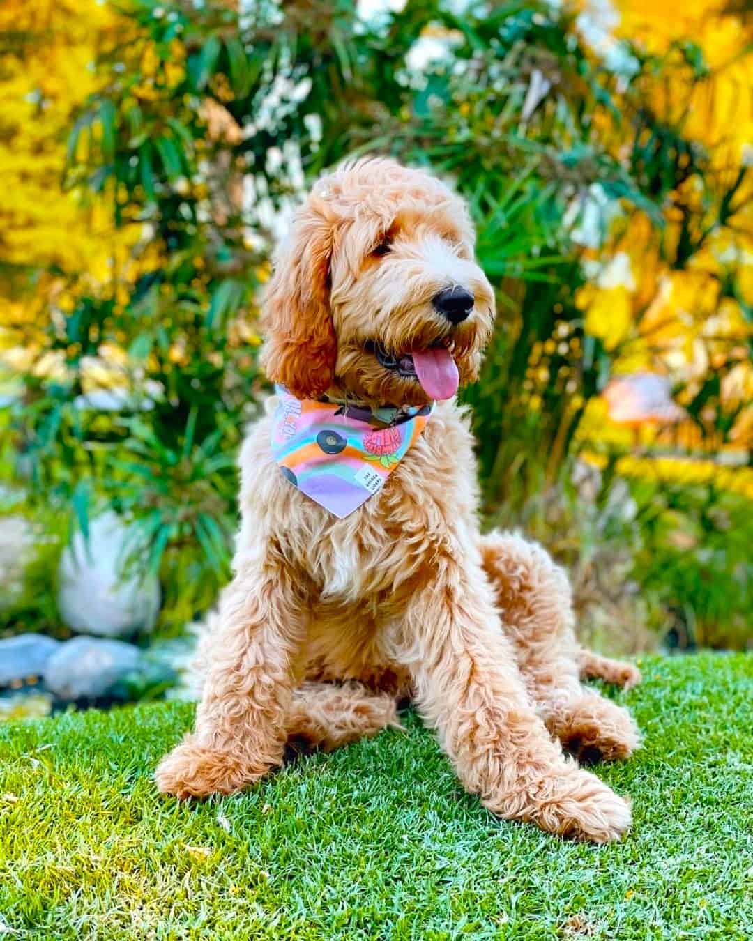 English Goldendoodle: Size, Personality & Facts (With Pictures)