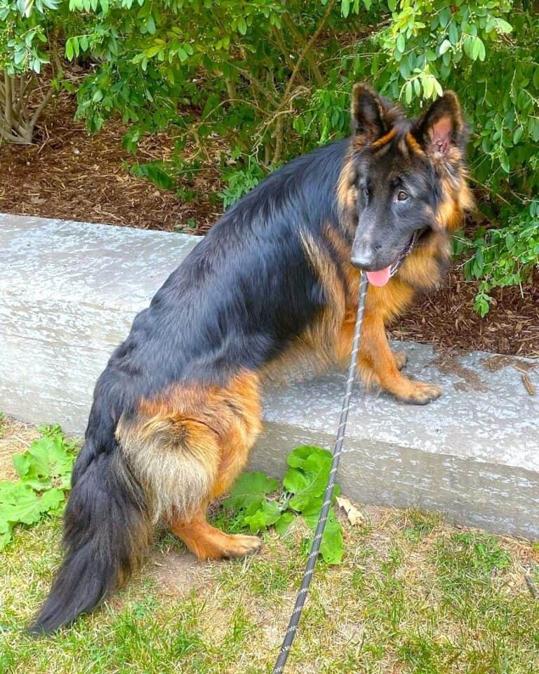 14 Different Types of German Shepherds (With Pictures)
