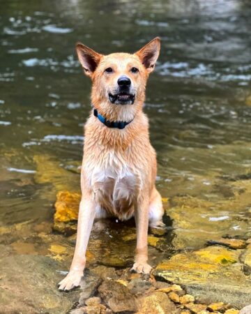 Carolina Dog German Shepherd Mix: Info, Pictures & Facts