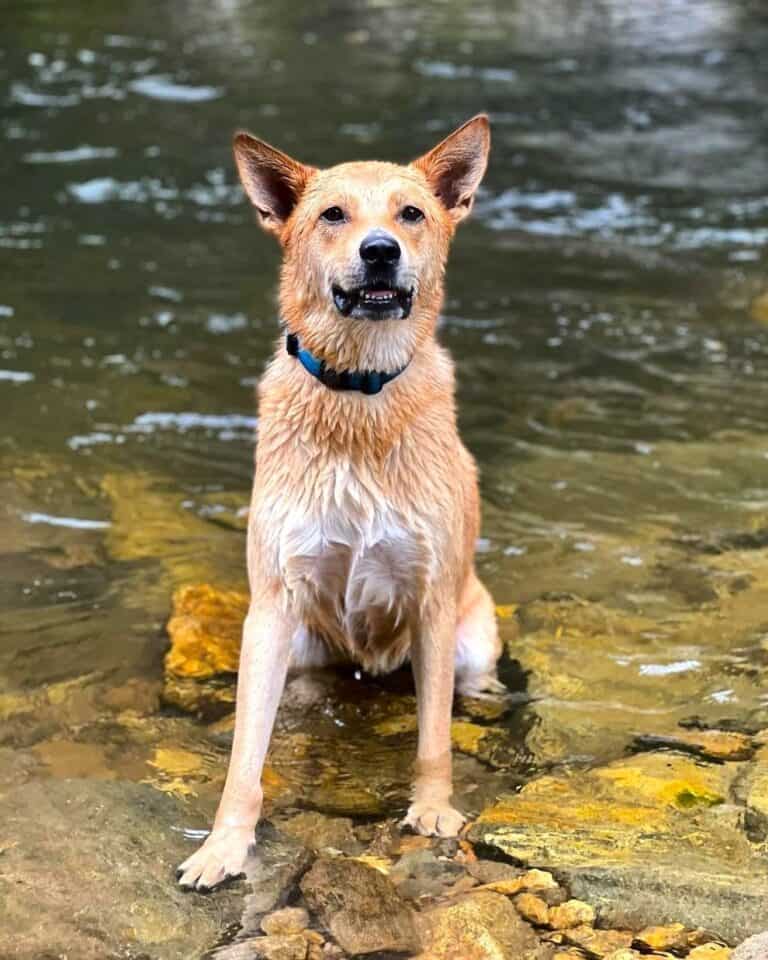 Carolina Dog German Shepherd Mix: Info, Pictures & Facts