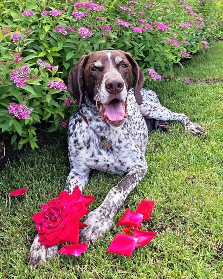 German Shepherd Pointer Mix: Info, Pictures, Traits & Facts