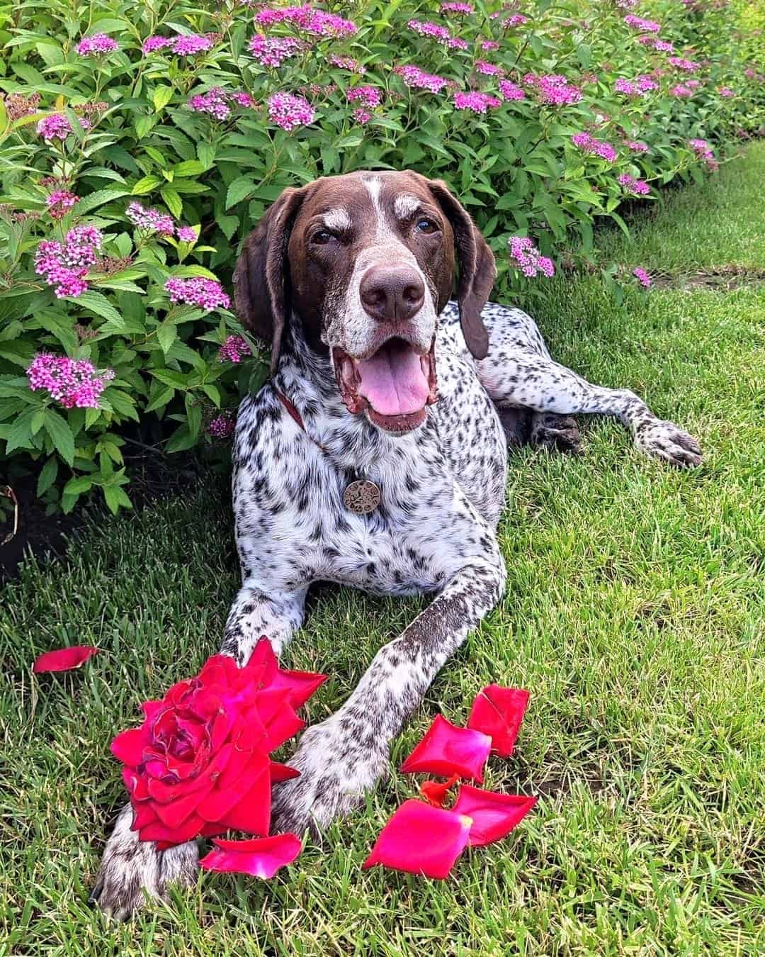 German Shepherd Pointer Mix: Info, Pictures, Traits & Facts