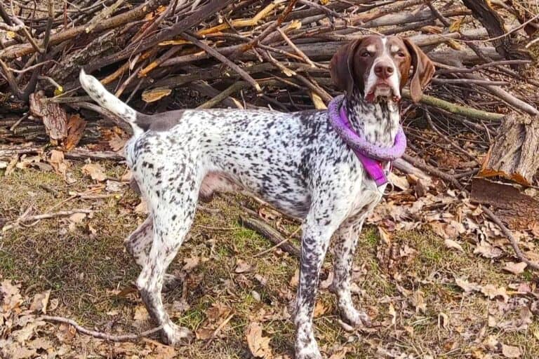 German Shepherd Pointer Mix: Info, Pictures, Traits & Facts