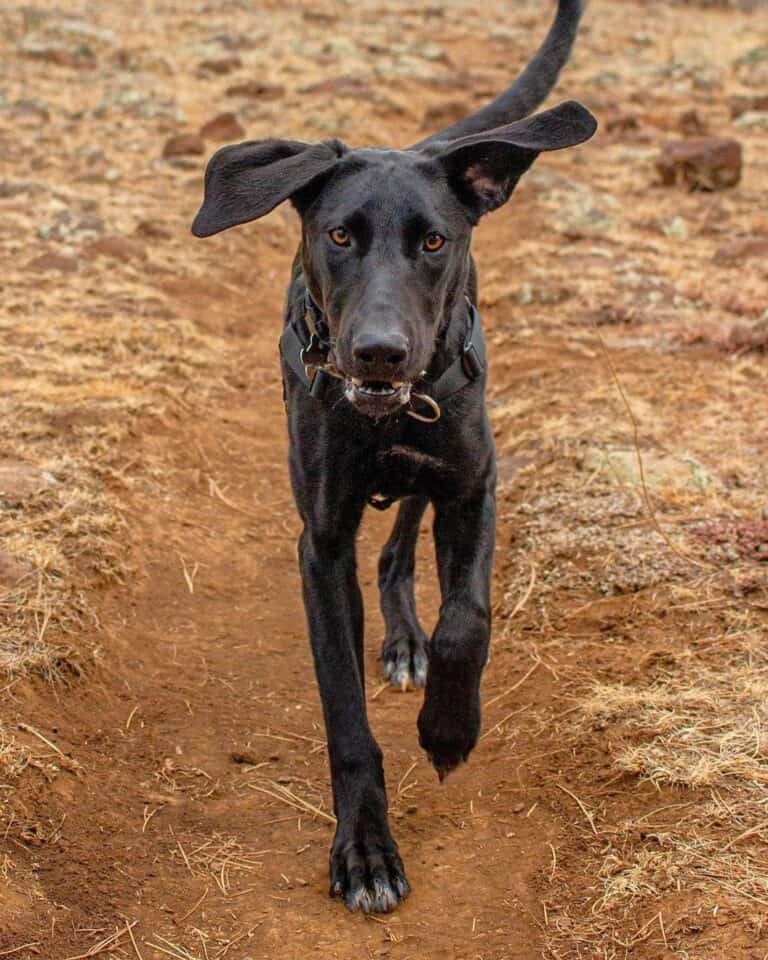 German Shepherd Pointer Mix: Info, Pictures, Traits & Facts