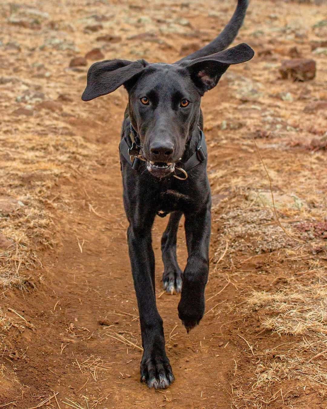 German Shepherd Pointer Mix: Info, Pictures, Traits & Facts