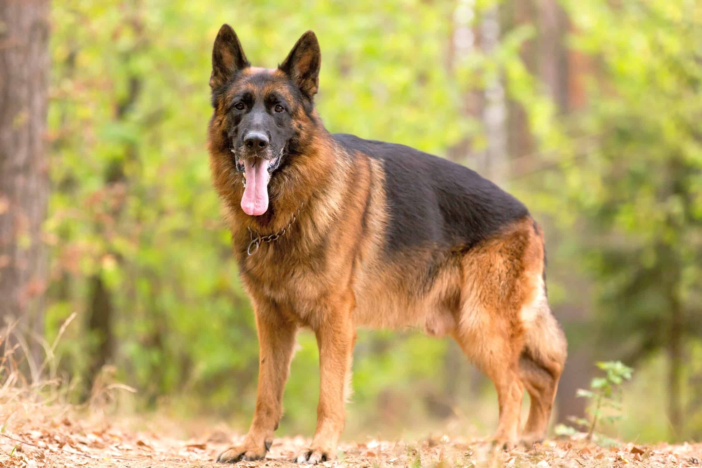 14 Different Types of German Shepherds (With Pictures)