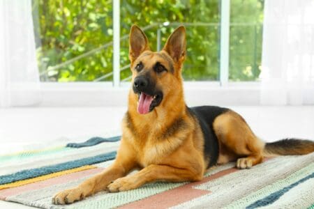 German Shepherd Shedding: How Much Do They Really Shed?