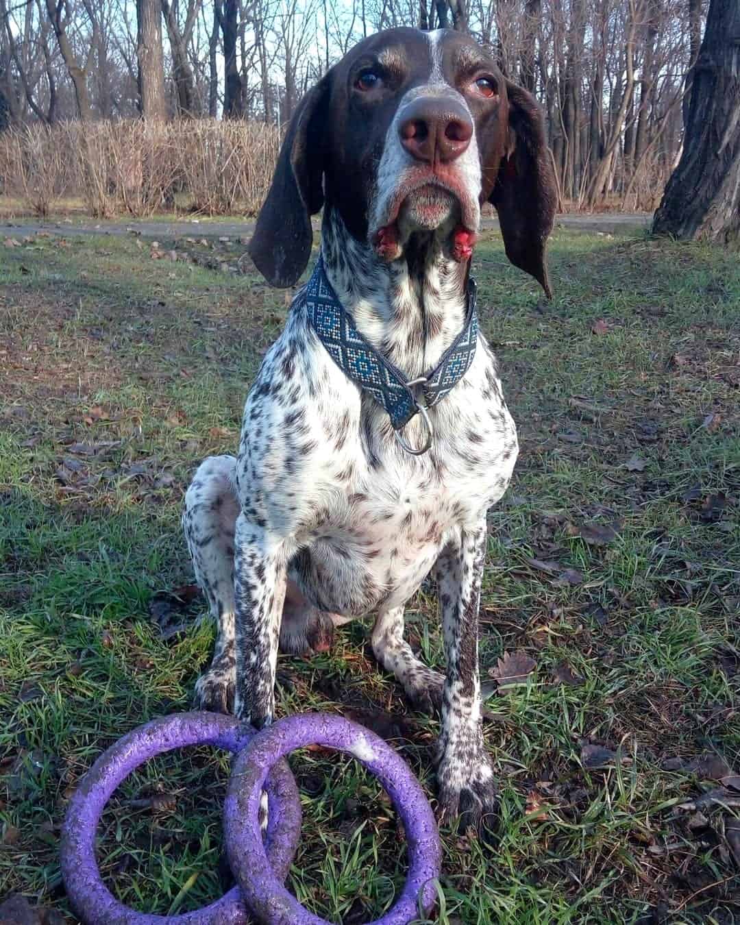 German Shepherd Pointer Mix: Info, Pictures, Traits & Facts