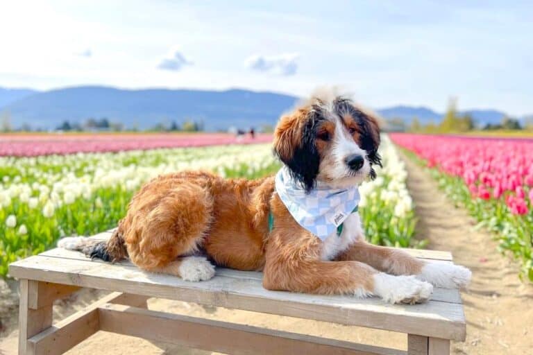 Golden Mountain Doodle | Breed Information, Pictures & Facts