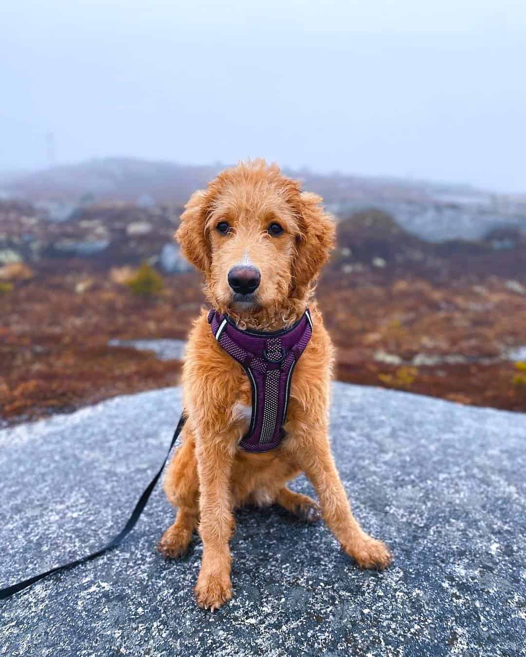 Golden Mountain Doodle | Breed Information, Pictures & Facts