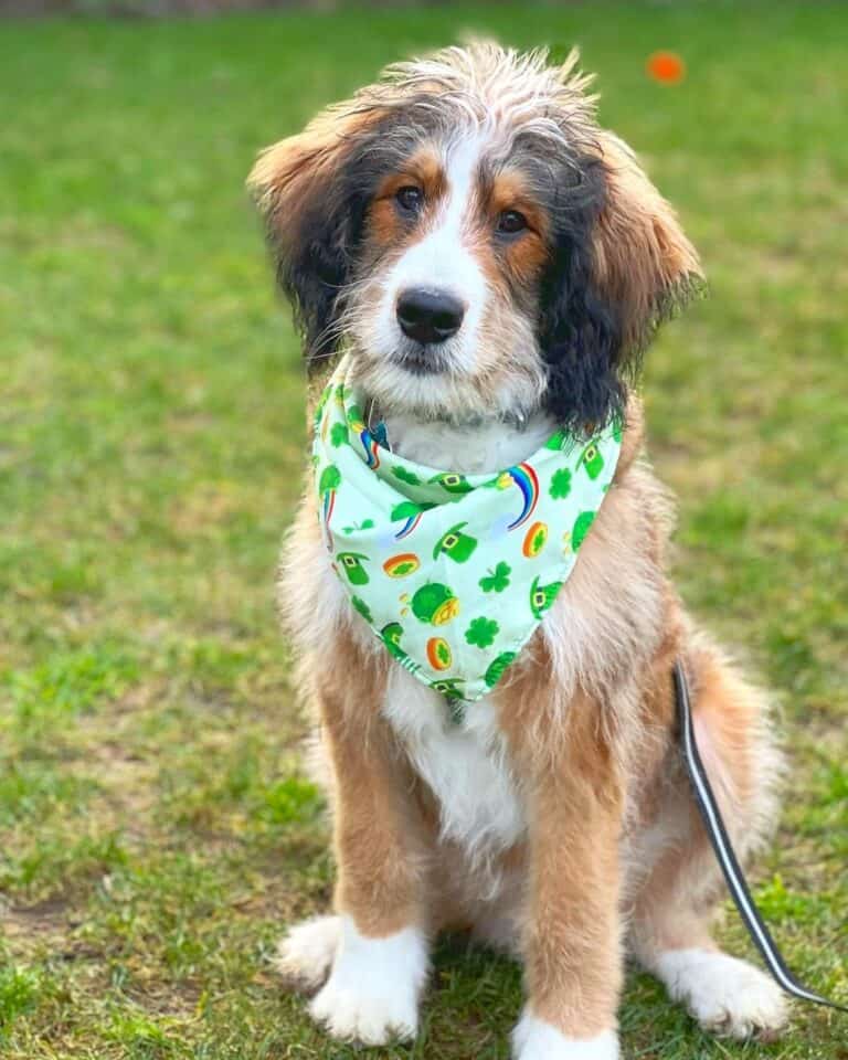 Golden Mountain Doodle | Breed Information, Pictures & Facts