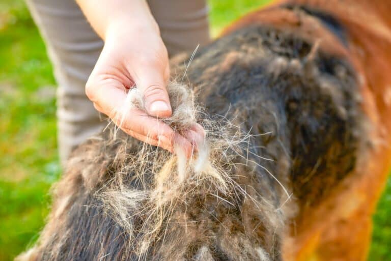 German Shepherd Shedding: How Much Do They Really Shed?