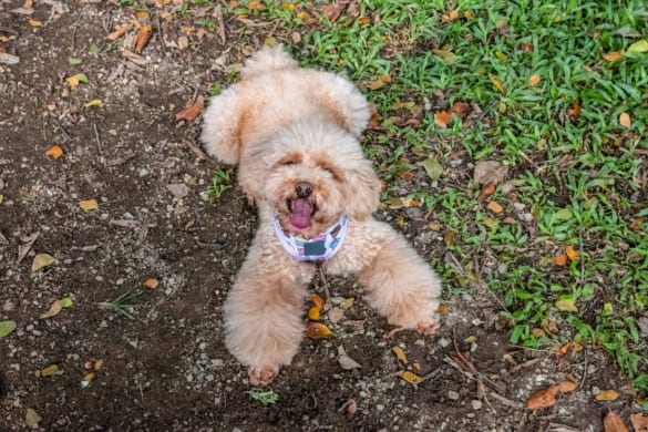 Poochon | Mixed Breed Information, Pictures, Facts & Traits
