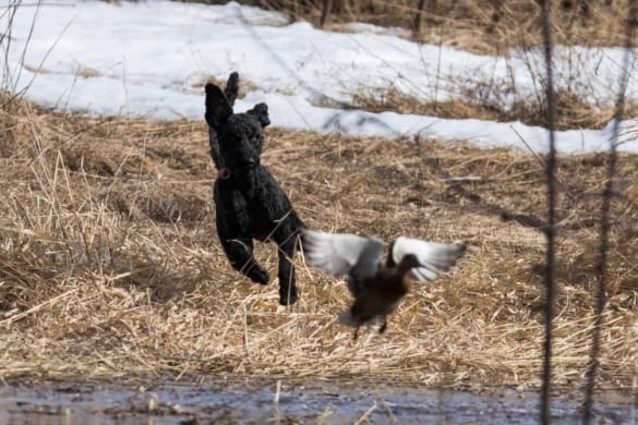 The Hunting Poodle: Info, History, Appearance & Pictures