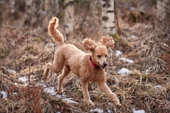 The Hunting Poodle: Info, History, Appearance & Pictures
