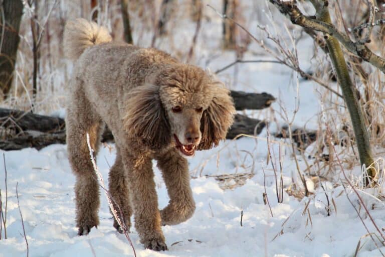 The Hunting Poodle: Info, History, Appearance & Pictures