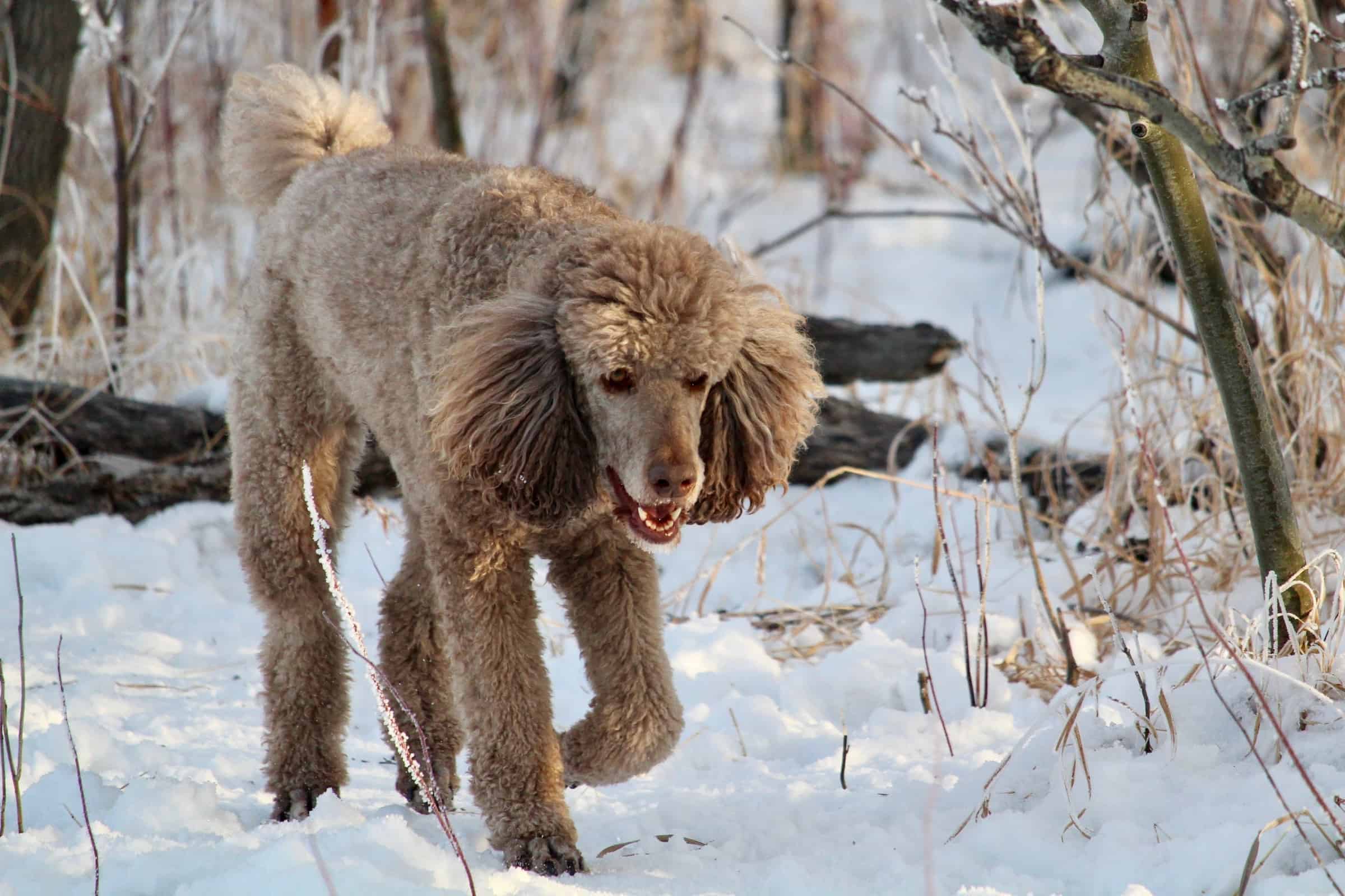 The Hunting Poodle: Info, History, Appearance & Pictures