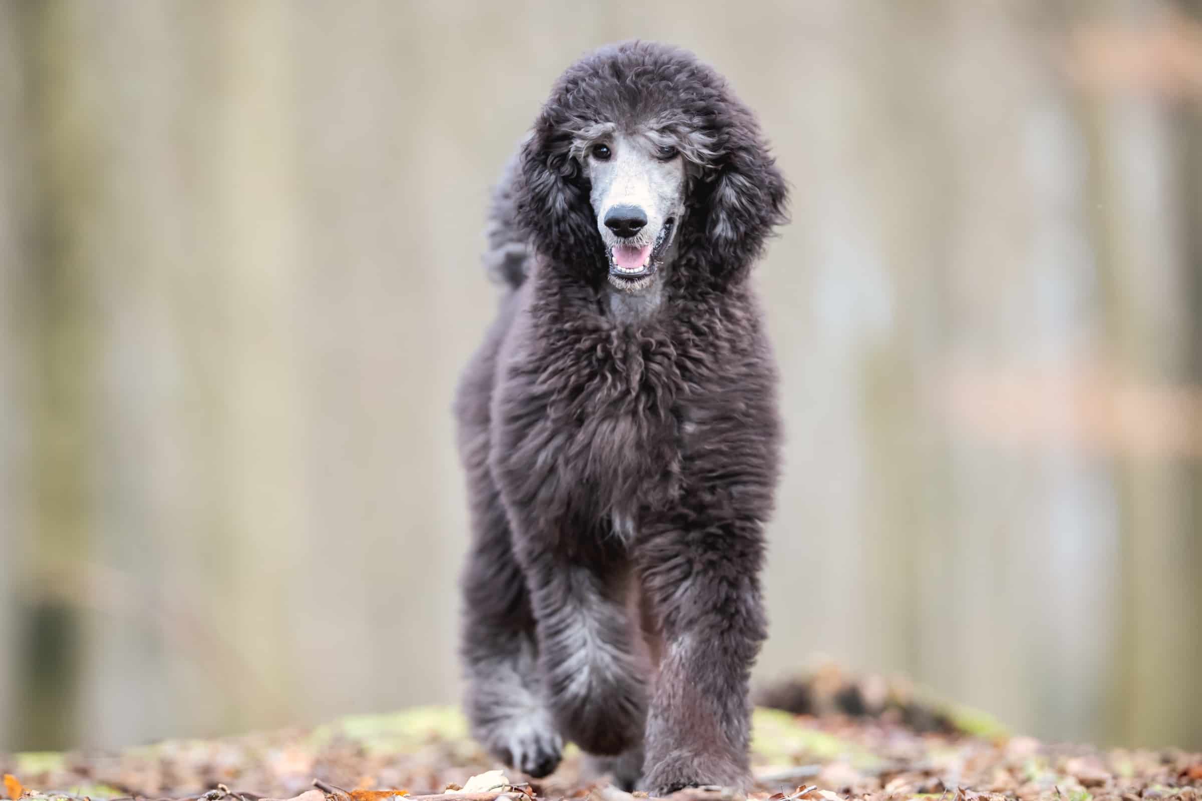 The Hunting Poodle: Info, History, Appearance & Pictures
