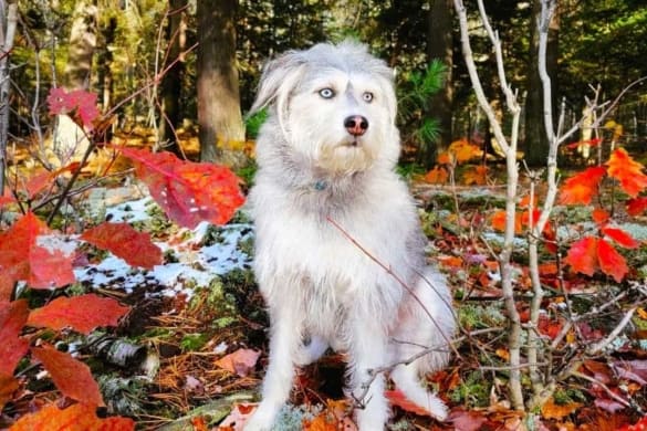 Husky Poodle Mix: Info, Characteristics & Facts (With Pictures)