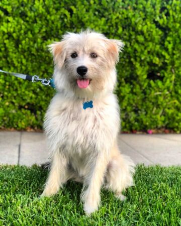 Husky Poodle Mix: Info, Characteristics & Facts (With Pictures)